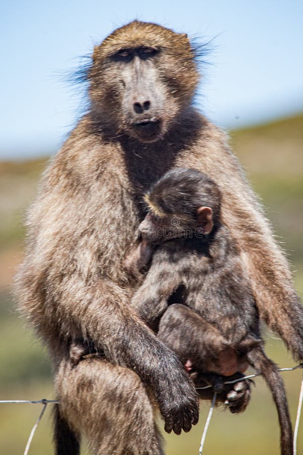 Baboon with baby stock photo. Image of krugerpark, africa - 193797370
