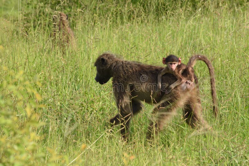 Baboon with Baby Riding on Its Back Stock Photo - Image of baboon ...
