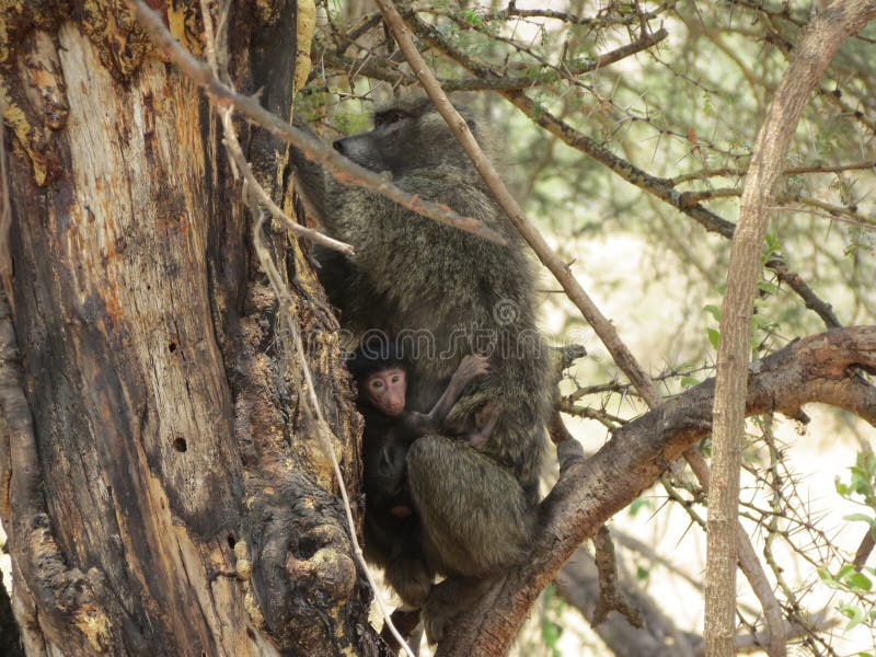 Baboon with Baby in Tree in Africa Stock Photo - Image of holding ...