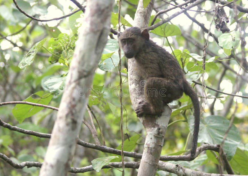 Baboon Baby in a Tree in Africa Stock Photo - Image of green, african ...