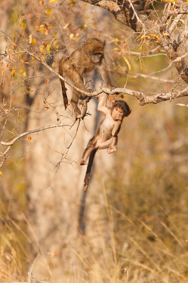 Baboon Baby stock image. Image of primate, bush, cute - 55472841