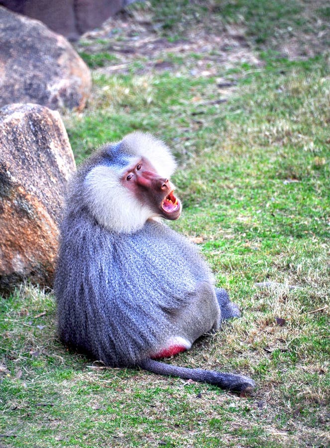 205 Ape Fangs Stock Photos - Free & Royalty-Free Stock Photos from ...