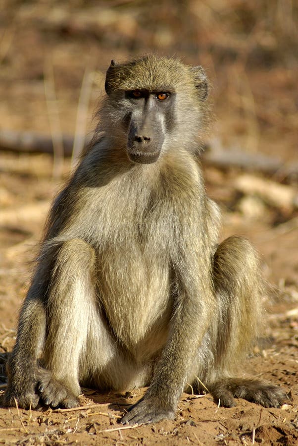 Baboon - Botswana stock image. Image of backlight, africa - 10774911