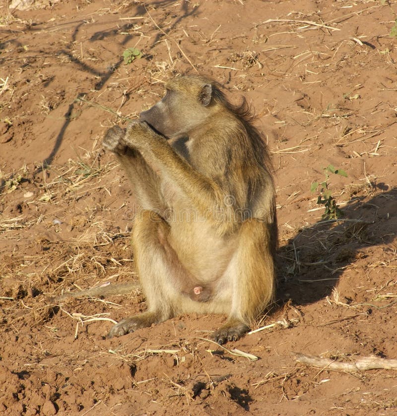 Baboon in Botswana stock image. Image of ground, primate - 55982737