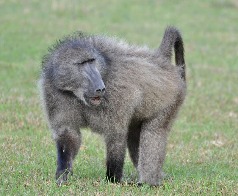 Baboon at Cape Point, South Africa Stock Image - Image of ursinus, town ...