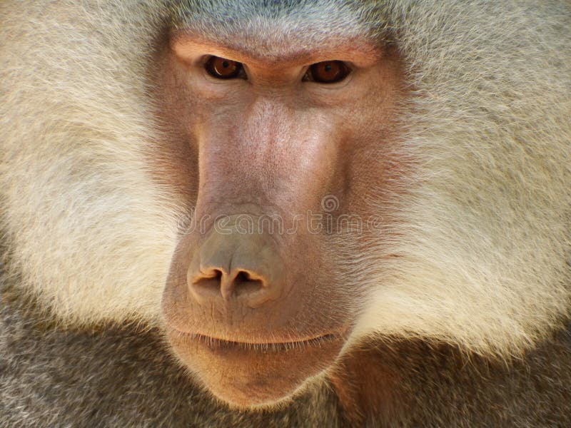 Baboon in captivity stock photo. Image of stress, light - 56574688