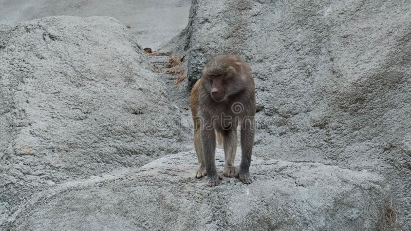 Baboon climbing on rock stock footage. Video of hair - 337183302