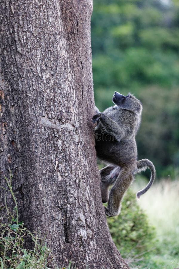 Baboon Climbing Tree and Looking Up Stock Photo - Image of wildlife ...