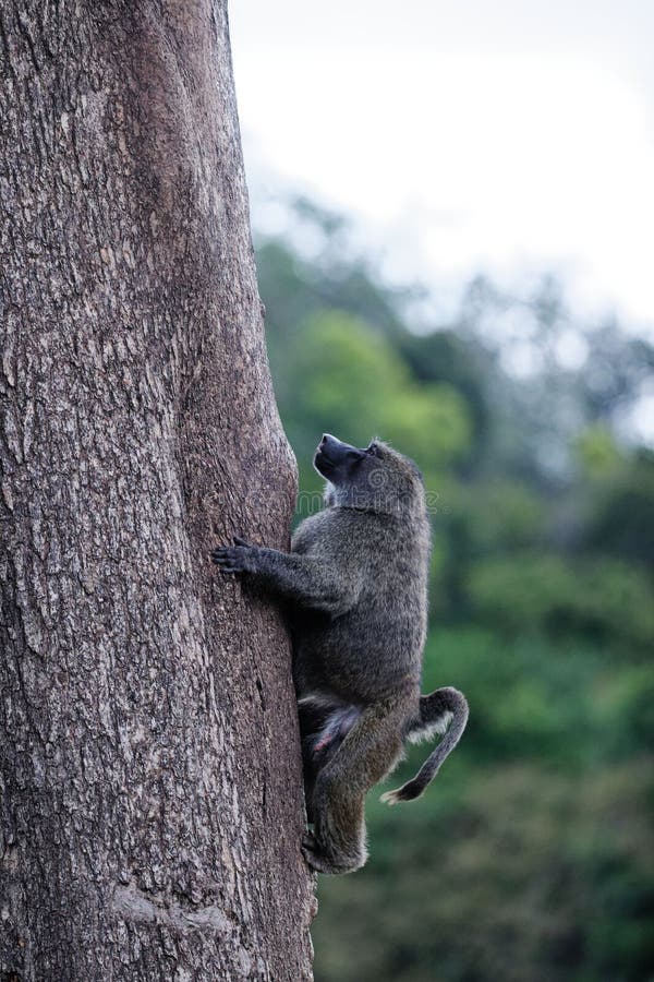 Baboon Climbing Tree and Looking Up Stock Photo - Image of ...
