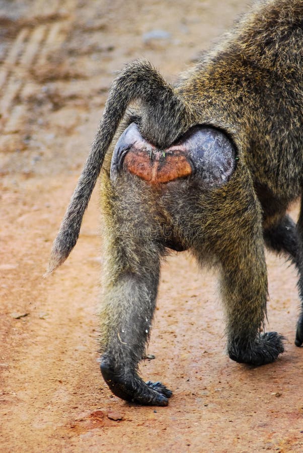 A baboon walking stock image. Image of sitting, tanzania - 148659131