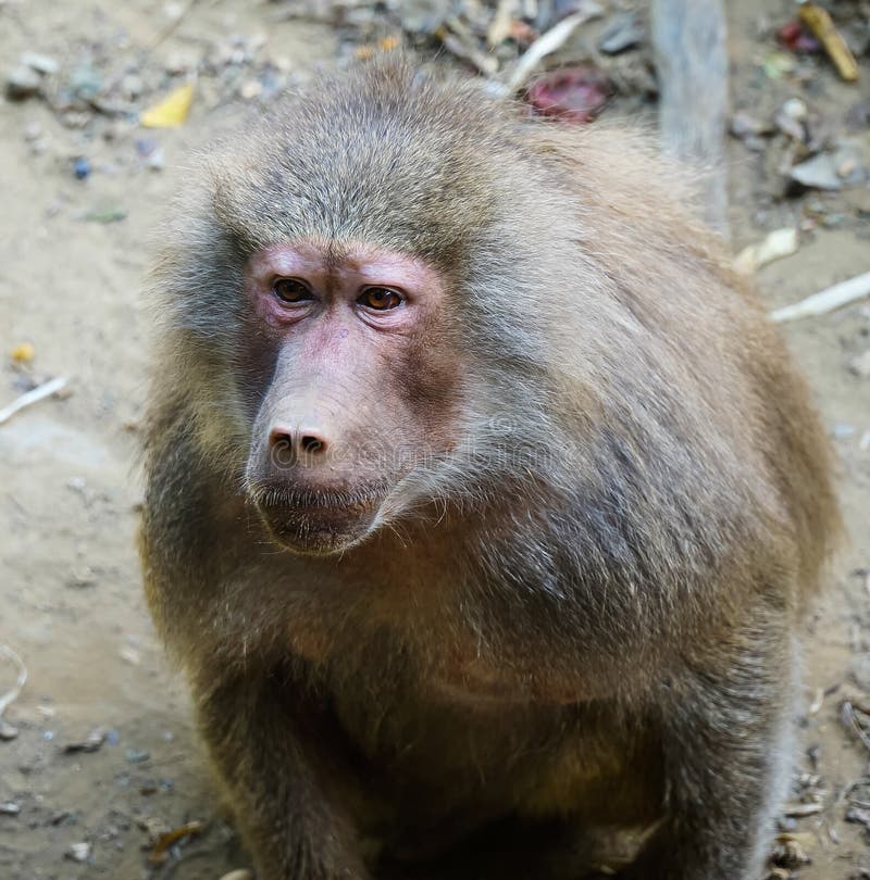 Baboon stock photo. Image of habitat, african, kenya - 45514054