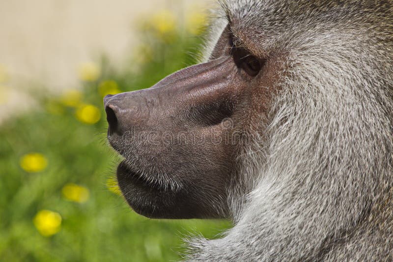 354 Baboon Profile Stock Photos - Free & Royalty-Free Stock Photos from ...