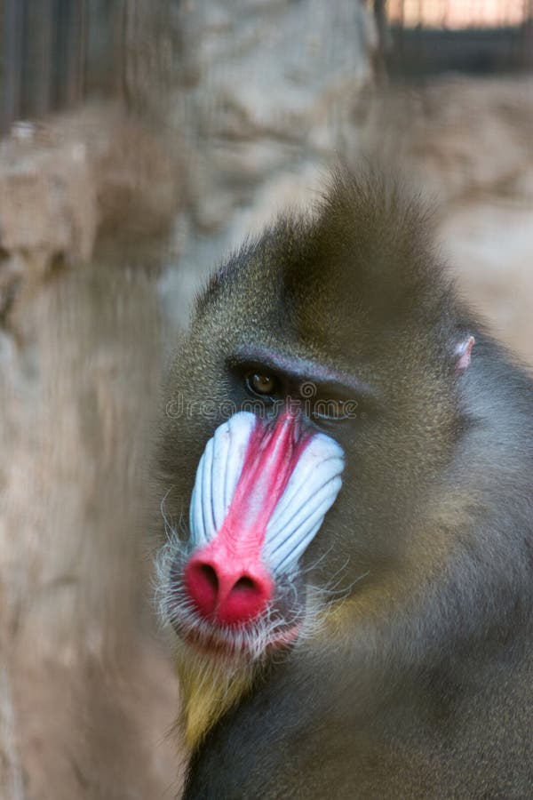 303 Angry Baboon Stock Photos - Free & Royalty-Free Stock Photos from ...
