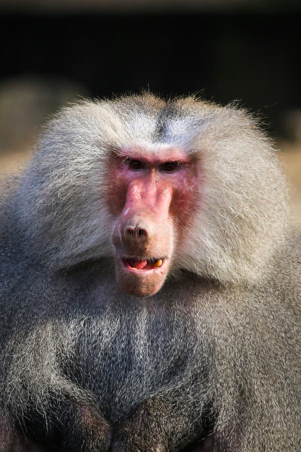 Baboon closeup stock image. Image of looking, large, grey - 29278515