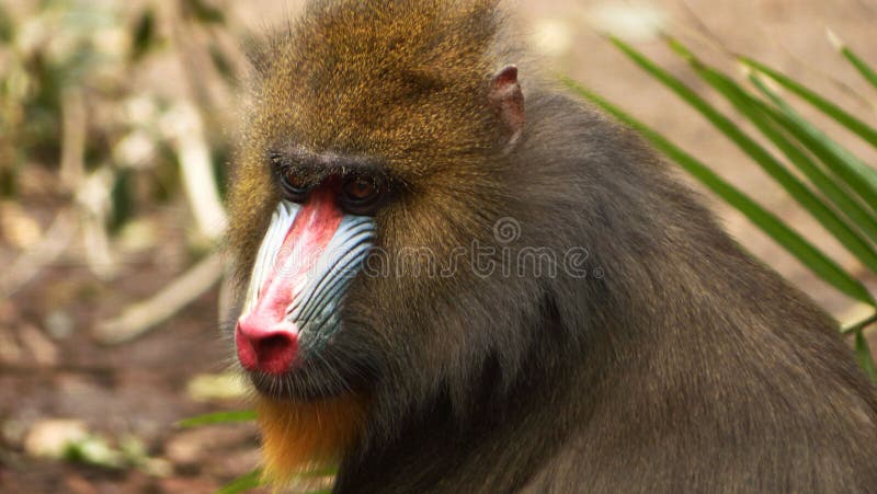 Baboon stock image. Image of sitting, africa, guard, dreaming - 41890839