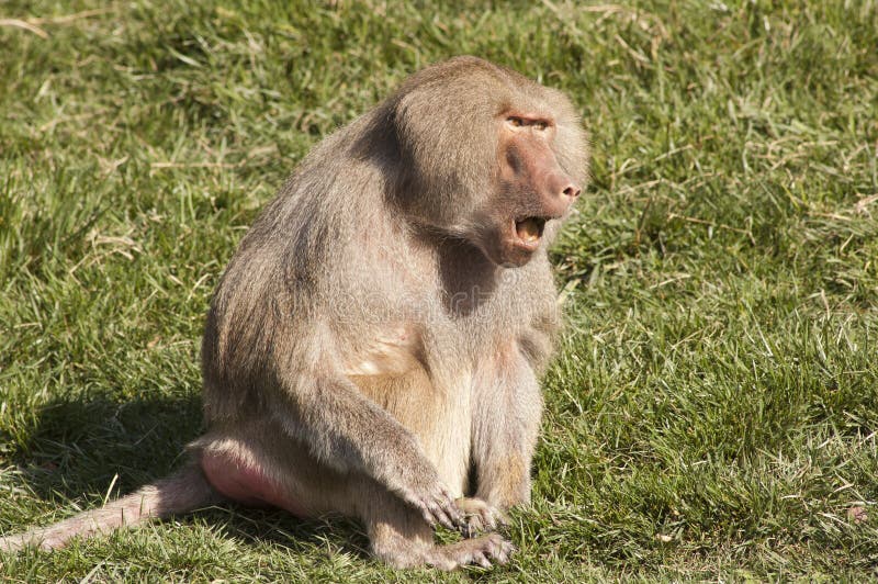 Baboon communicating stock photo. Image of baboon, mammal - 18232662
