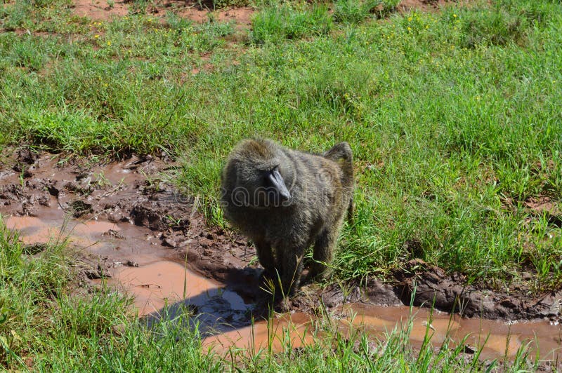 Baboone Stock Photos - Free & Royalty-Free Stock Photos from Dreamstime