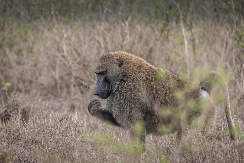 Baboon stock image. Image of face, aggressive, bigodi - 94001473