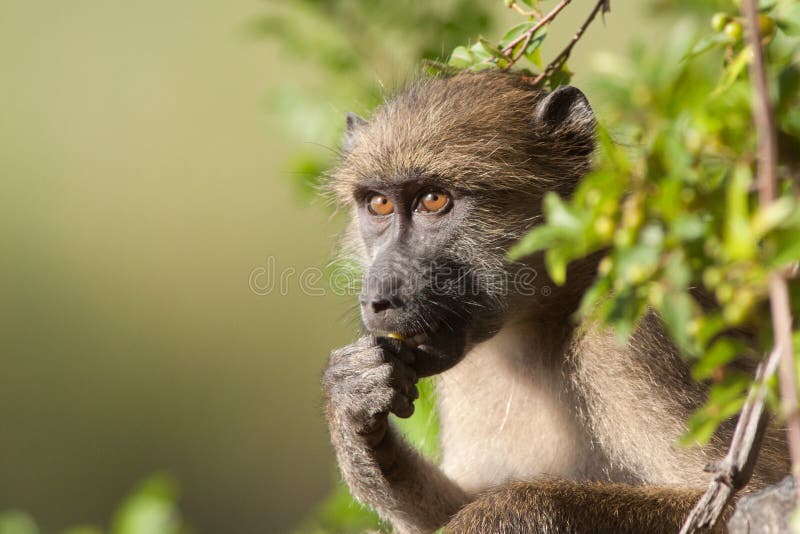 Baboon Eating stock photo. Image of blur, portrait, background - 22847100