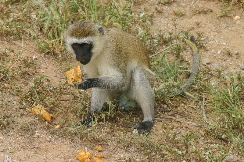 Baboon stock photo. Image of eating, building, tsavo - 88648090