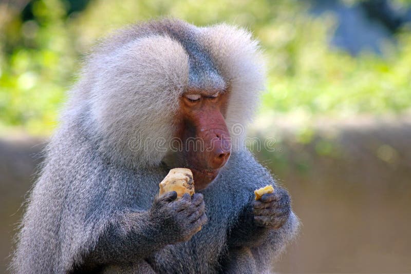 Baboon Eating Meat stock photo. Image of monkey, sitting - 205062642
