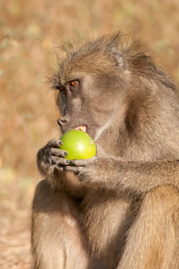 Baboon eating a wild fruit stock image. Image of africa - 21662895