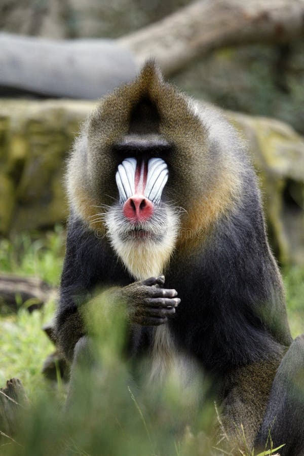 Baboon face stock image. Image of brown, pink, nose, mandrillus - 20556951
