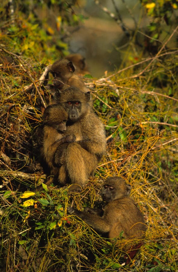 Baboon Family stock image. Image of baby, friendly, africa - 13144383
