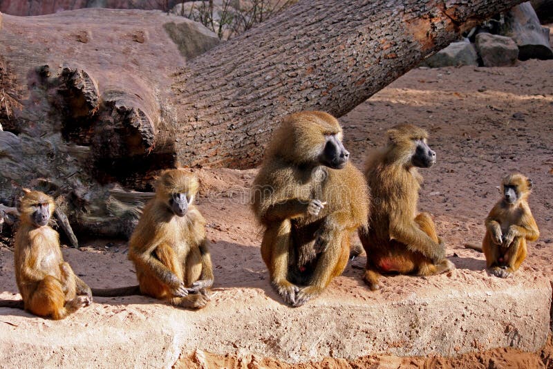 A baboon family stock photo. Image of baboon, mammals - 17179400
