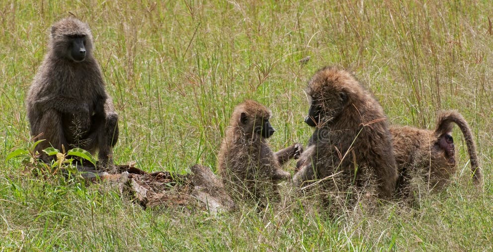 Baboon Family stock photo. Image of group, masai, olive - 20288112