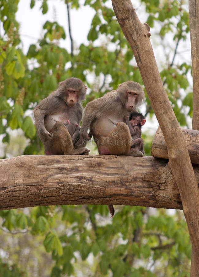 Baboon family stock image. Image of portrait, baboons - 24578719