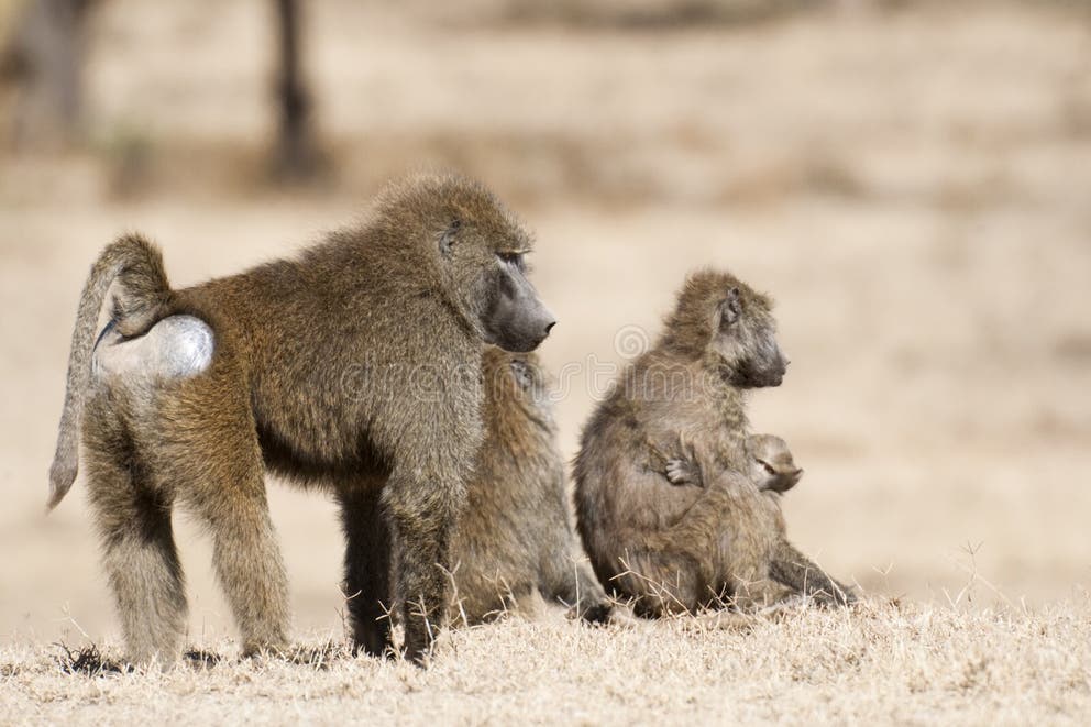 Baboon family stock photo. Image of mature, female, posture - 9219920