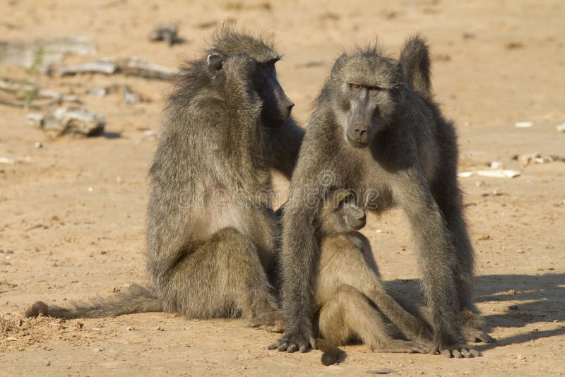 Baboon family stock image. Image of travel, masinda, mother - 73486807