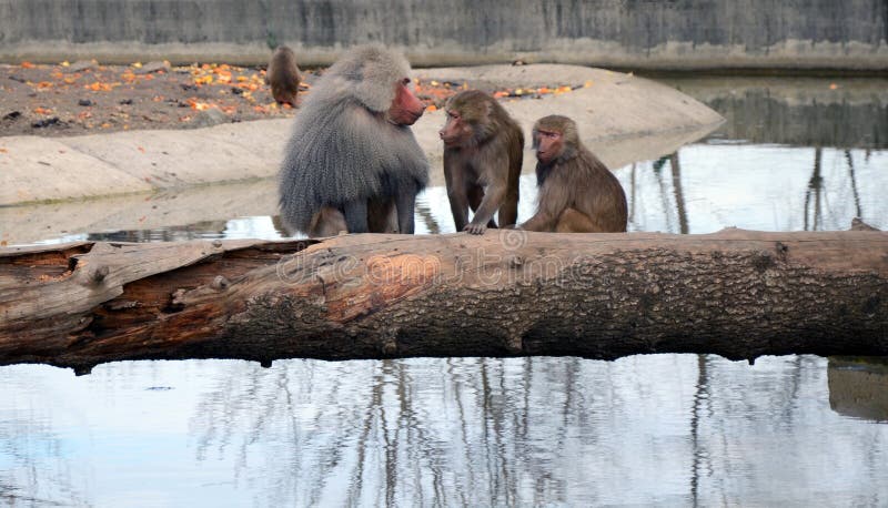 Baboon family stock image. Image of african, wild, monkey - 51960875