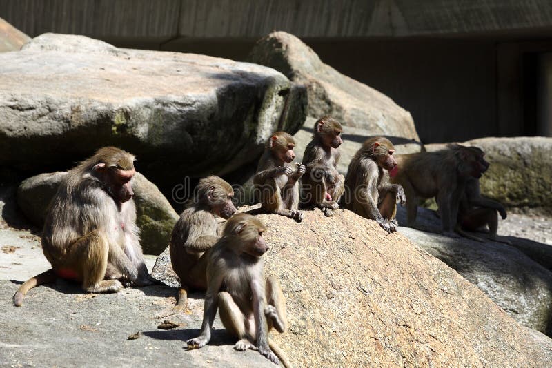 Baboon family stock image. Image of tree, primates, african - 39554739