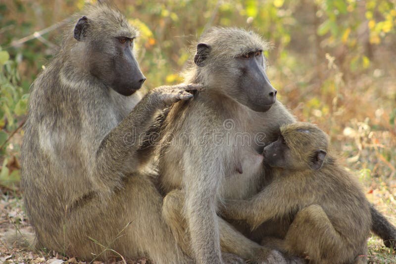 Grey Baboon Family stock image. Image of mane, couple - 101941419