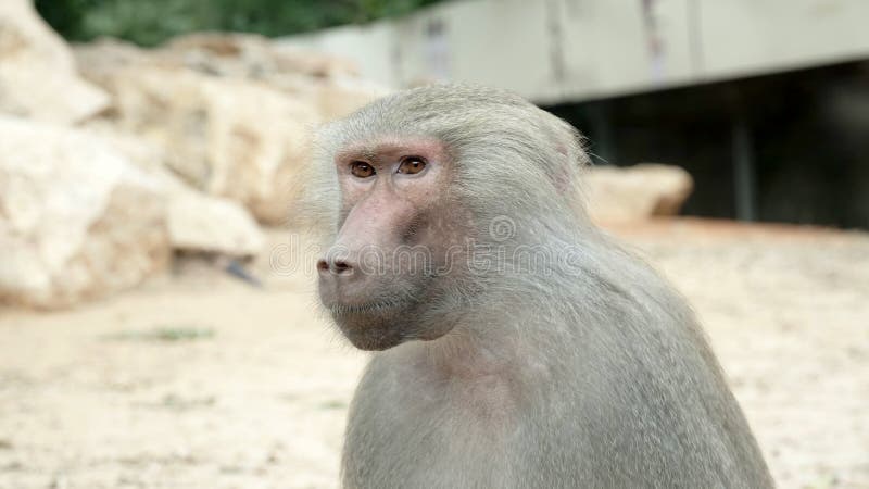 Baboon (female) stock image. Image of monkey, berlin - 16468933