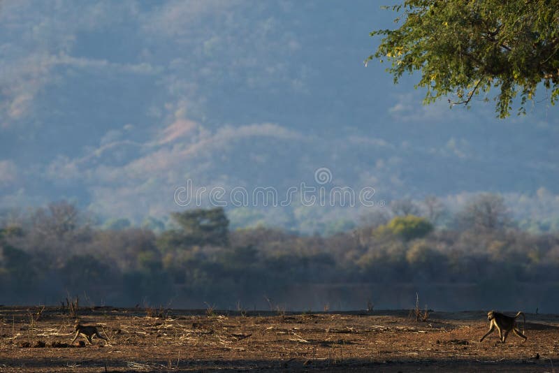 Baboon in Forest in Namibia Stock Photo - Image of bush, wildlife ...