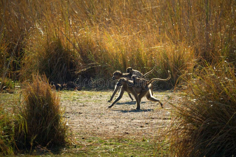 Baboon in Forest in Namibia Stock Photo - Image of africa, namibia ...
