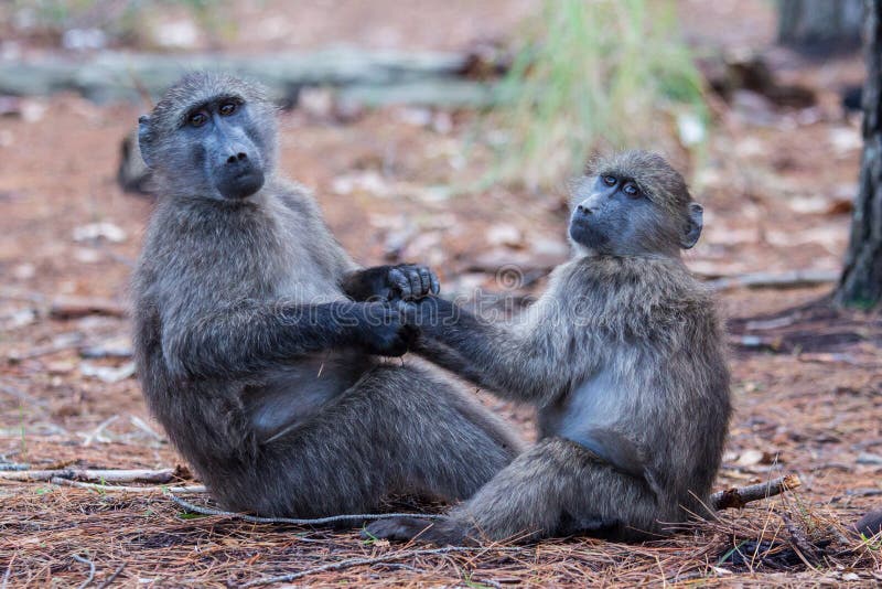 Baboon friends stock photo. Image of siblings, primates - 28611992