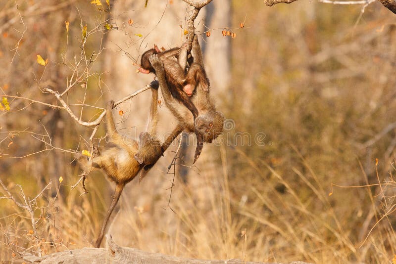 Baboon fun stock photo. Image of africa, park, baboons - 55472856