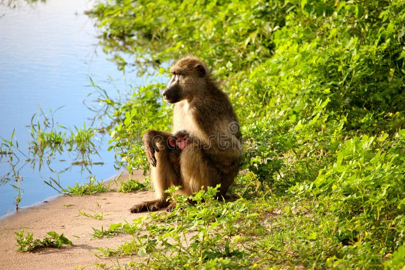 Baboon stock image. Image of papio, africa, wildlife - 69969631