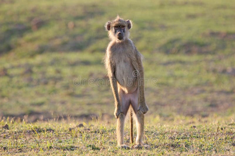 Baboon Guard Duty stock image. Image of animal, alert - 11841059