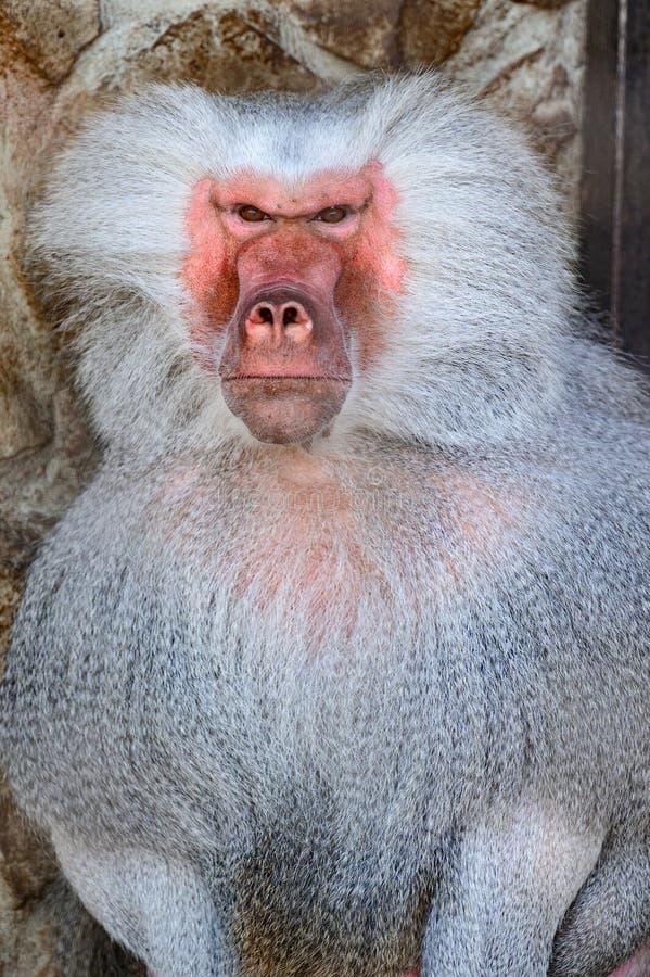 Baboon Hamadryad in the Zoo, the Life of an Animal in Captivity. Stock ...
