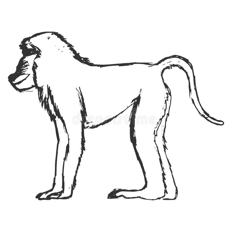 Baboon stock vector. Illustration of africa, running - 65036159