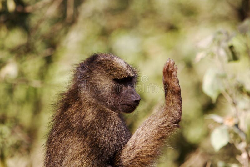 Baboon stock image. Image of safari, papio, brown, primate - 30877121