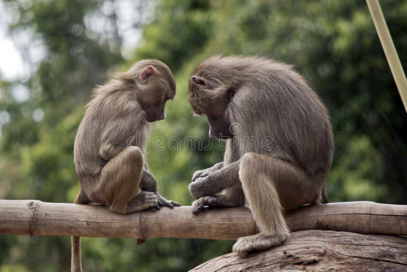 The Baboon is Ia Brown Primate. the Two Baboons are Interacting Stock ...