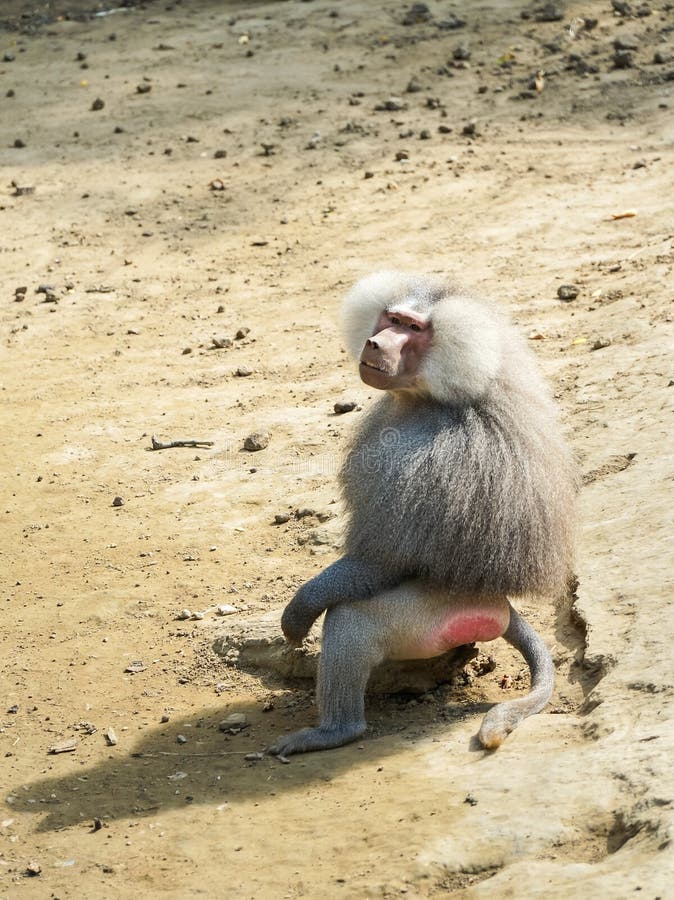 Baboon alpha male stock image. Image of eyes, tanzania - 189777259