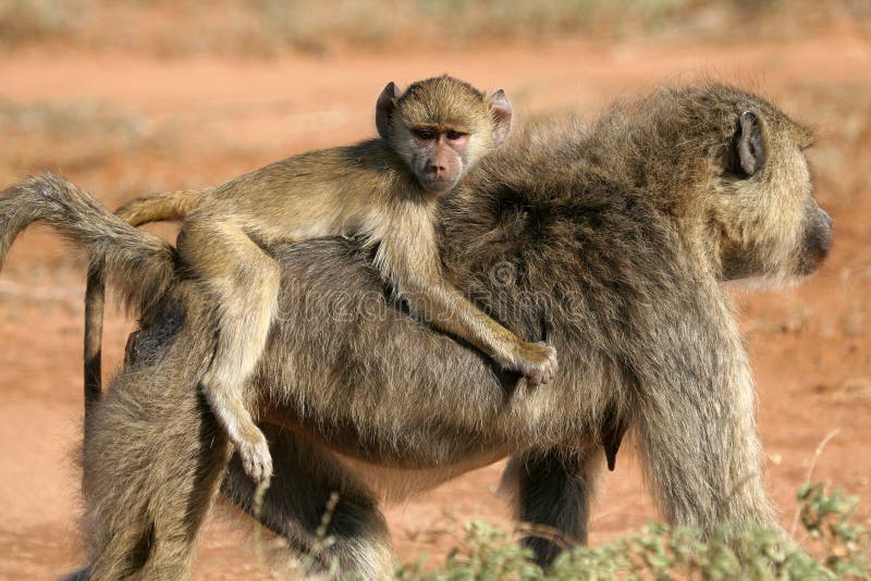 Baboon Baby Friends stock photo. Image of wild, baby, wildlife - 2412994