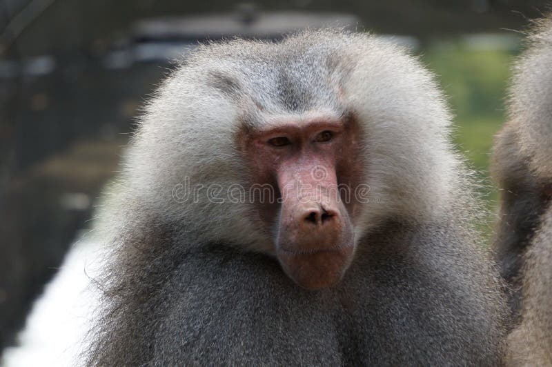 Baboon leader stock image. Image of male, looking, leader - 40748503